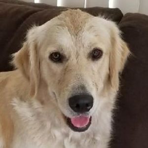 Vanilla Auburn #3524 - Golden Retriever Rescue of Mid Florida