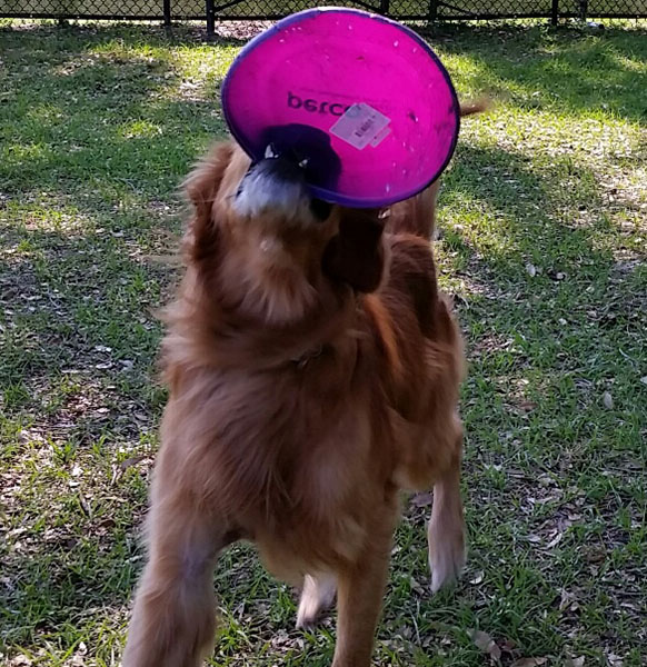 Pups and Pints in Celebration 2025 - Golden Retriever Rescue of Mid Florida