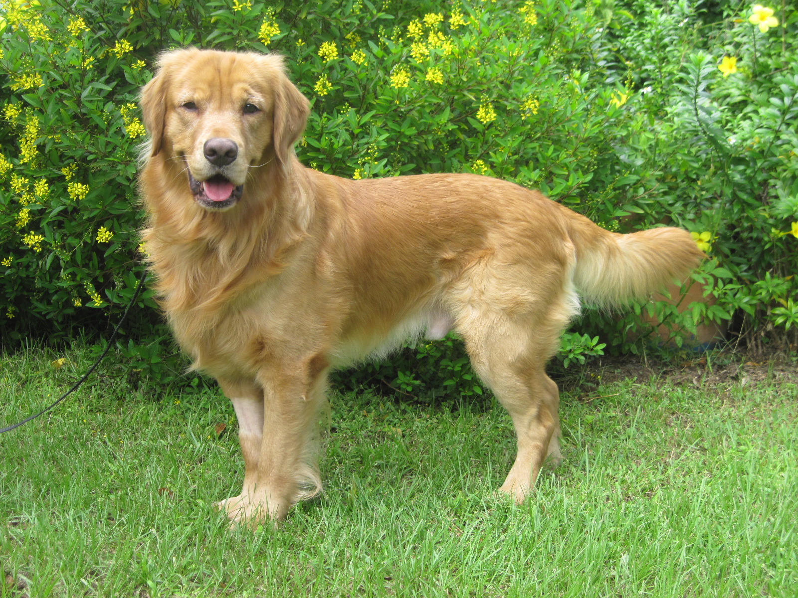 3861BearSeamus FPF - Golden Retriever Rescue of Mid Florida
