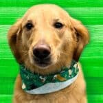 Lexi Opel's Success Story - Golden Retriever Rescue of Mid Florida
