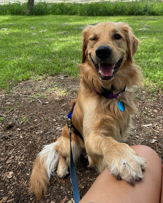 4181 Benji Jaimme FP2 - Golden Retriever Rescue of Mid Florida