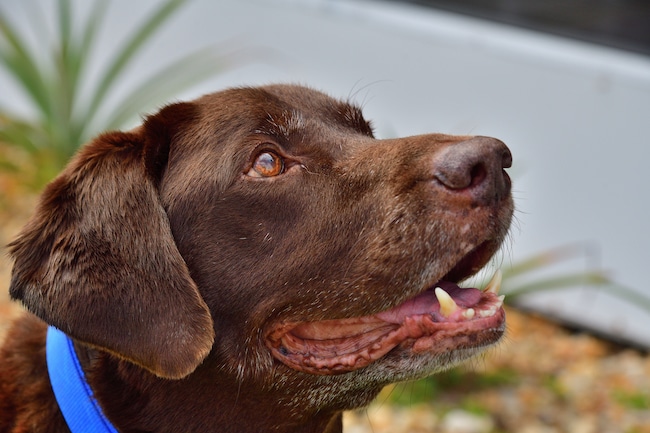 Rufus Jadon #4249 - Golden Retriever Rescue of Mid Florida