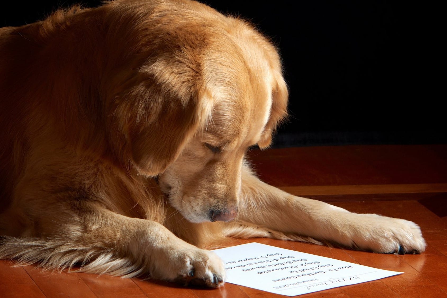 Golden Retriever Rescue of Mid-Florida, Inc.