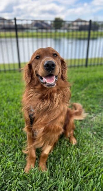 4278-Enzo-Allen-FP3 - Golden Retriever Rescue of Mid Florida
