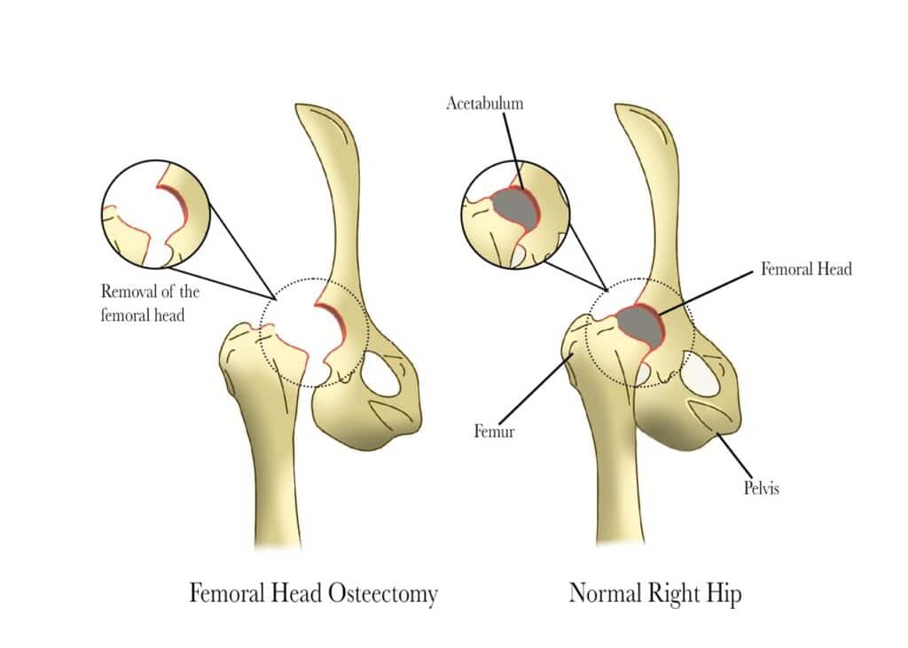 What is FHO surgery? - Golden Retriever Rescue of Mid Florida