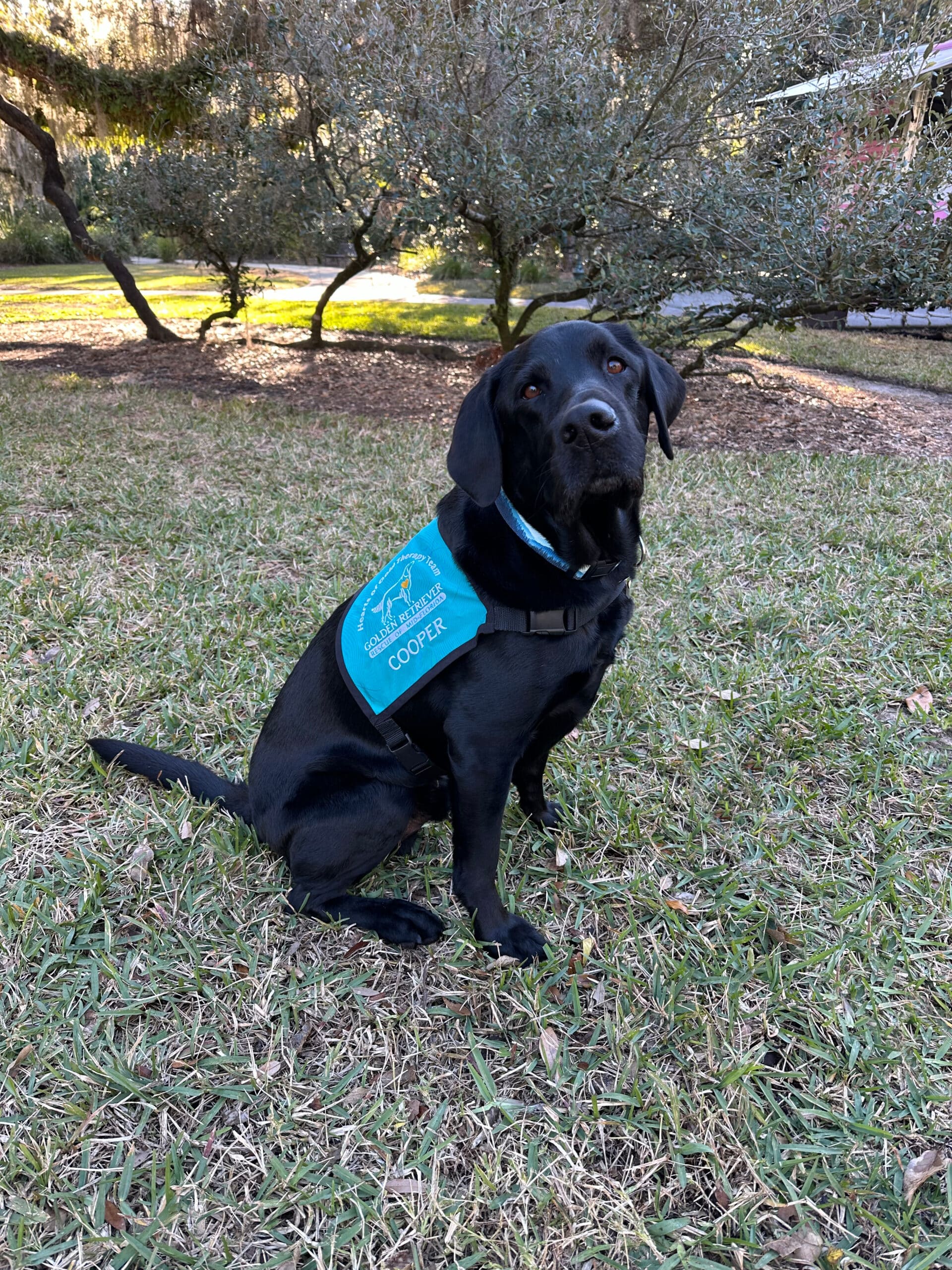 CooperDonovan-Central-Vest - Golden Retriever Rescue of Mid Florida